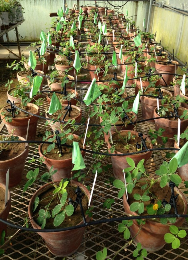 Peanut Breeding and Genetics