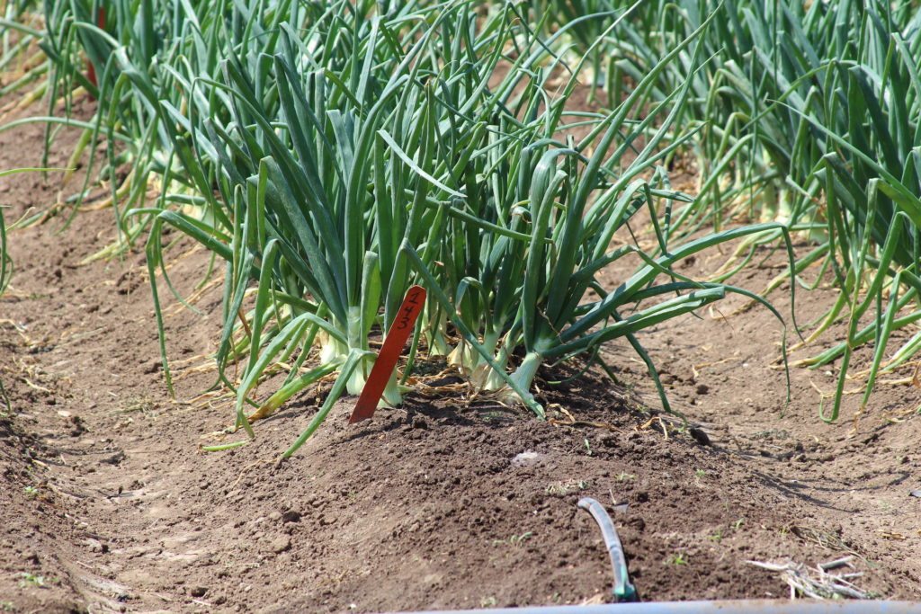 Vegetable Breeding - Texas A&M AgriLife Center at Uvalde